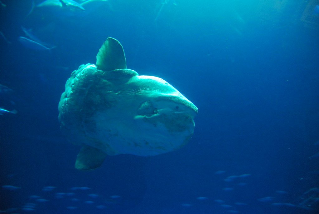 Meet the giant fish that thrives in the open ocean
