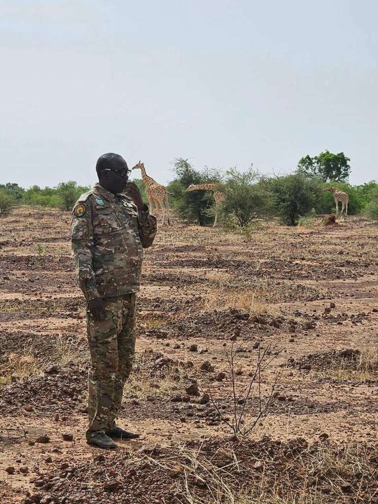 À Kouré, le miracle vert de l’ANGMV fait revenir les girafes