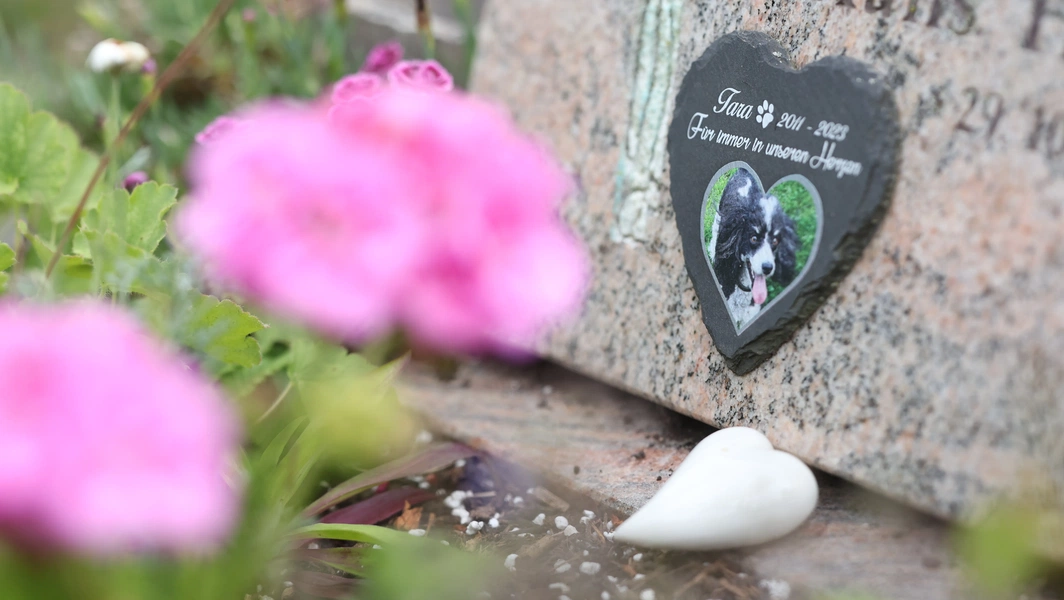 Understanding and coping with pet loss