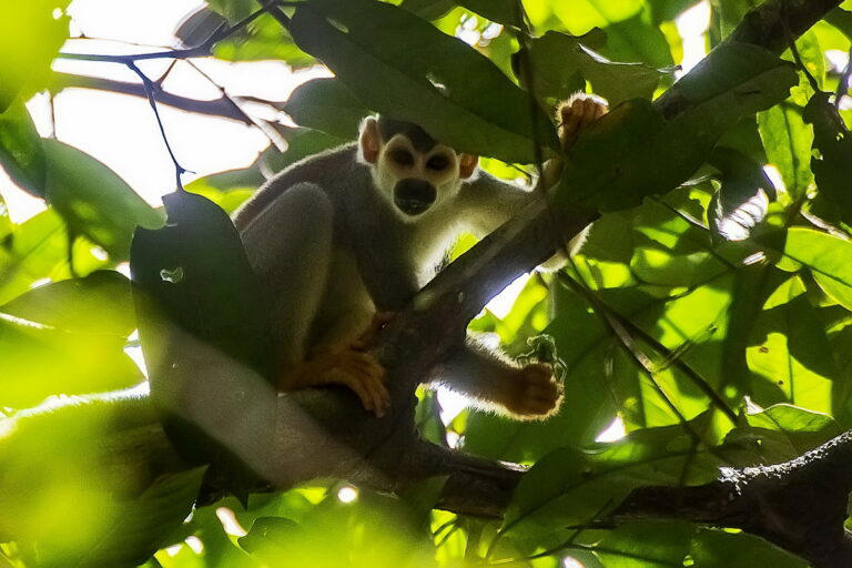 World Rainforest Day: Deforestation must be nearly halved to meet 2030 ...