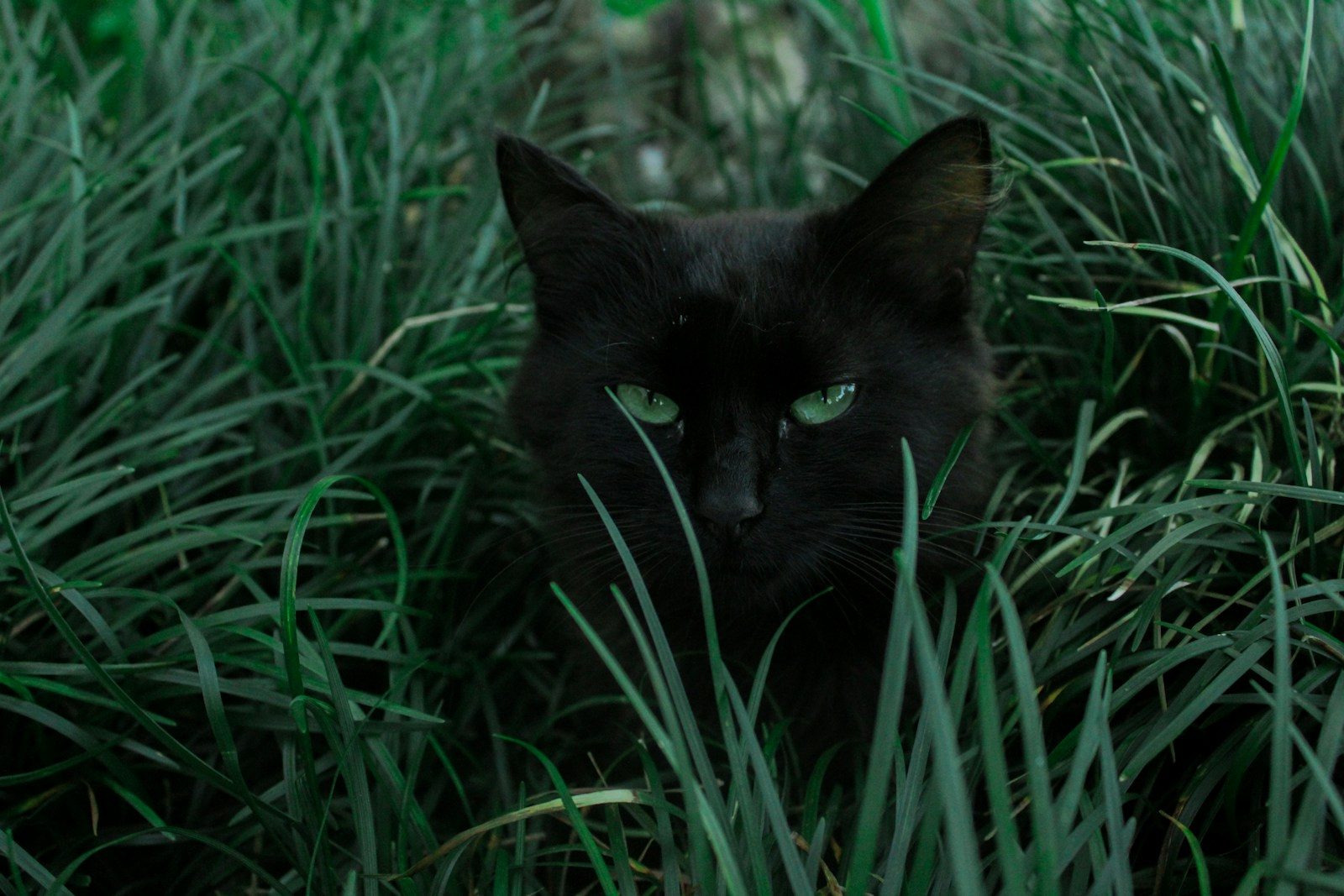 The fascinating symbolism and cultural meanings of black cats