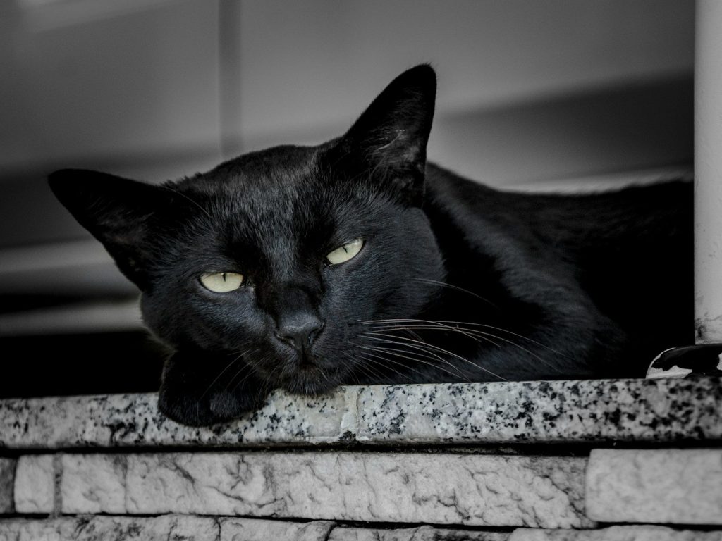 The fascinating symbolism and cultural meanings of black cats