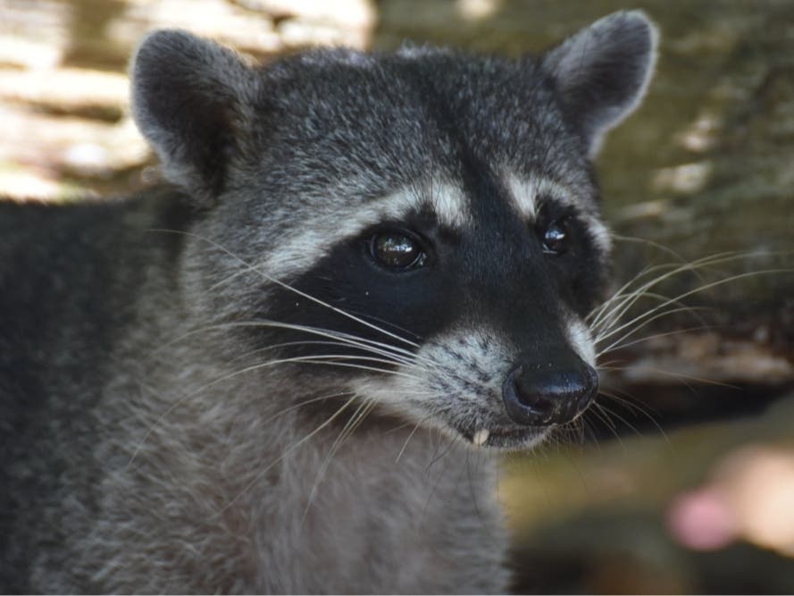 Raccoon tests positive for rabies after dogs' exposure in Far Hills