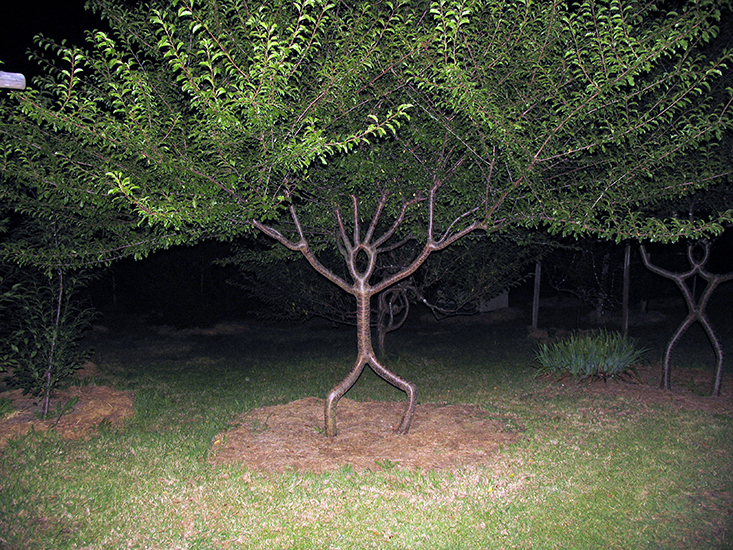 Trees officially declared living beings with rights