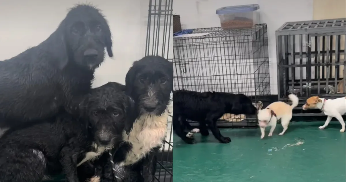 Terrified rescue dogs dumped together take first step towards healing