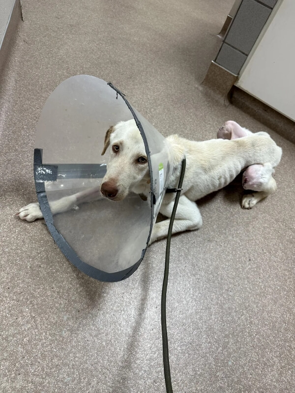 Shelter worker tried not to get attached, then a starving dog ate a ...