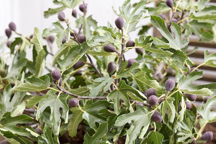 Fig trees are surprisingly easy to grow—here’s how to get a bountiful ...