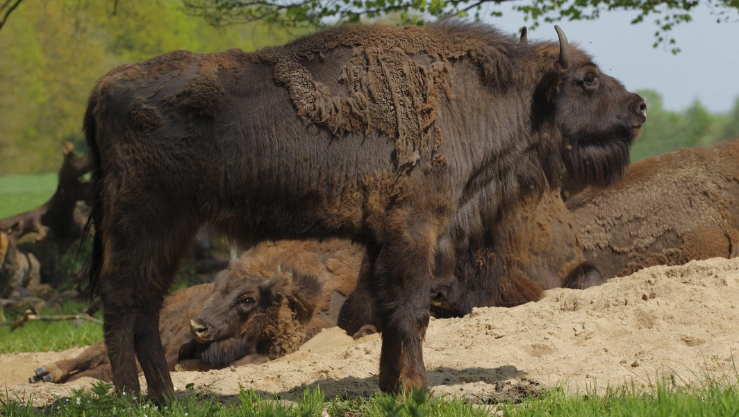 Rare footage shows wolves targeting bison calf in Poland