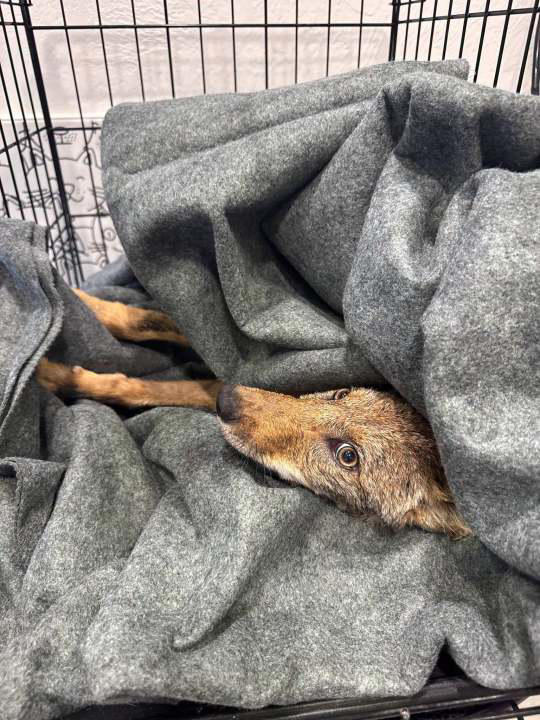 Watch: ‘Dog’ rescued from Florida canal turns out to be coyote pup