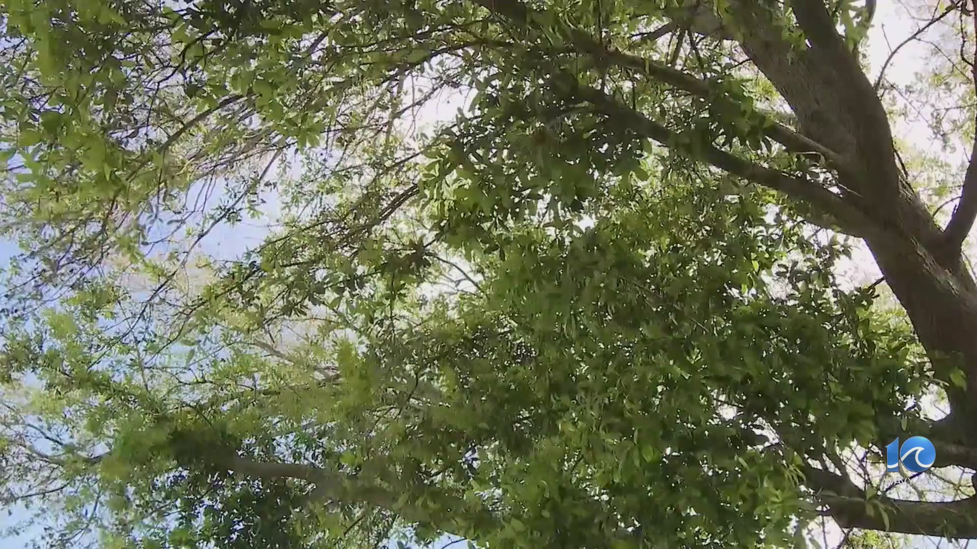 Dry conditions leave some stuck in allergy season