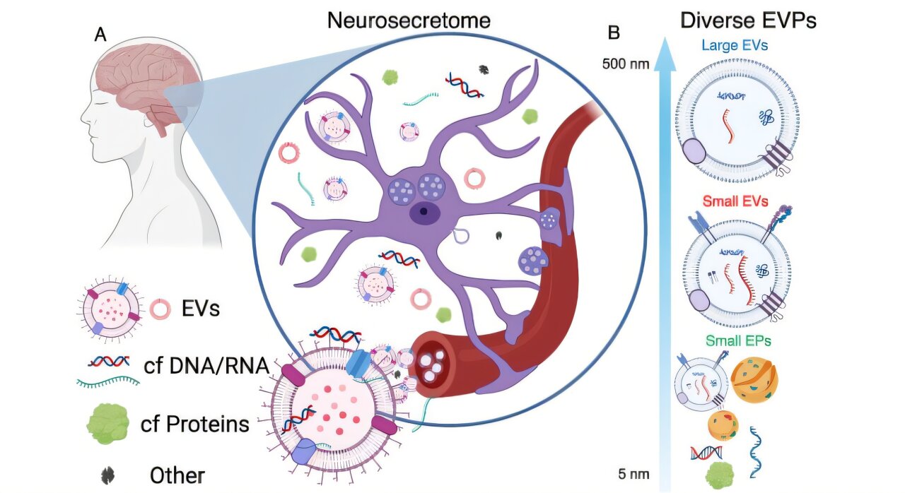RNA biomarkers identified that could offer a simple blood test for ...
