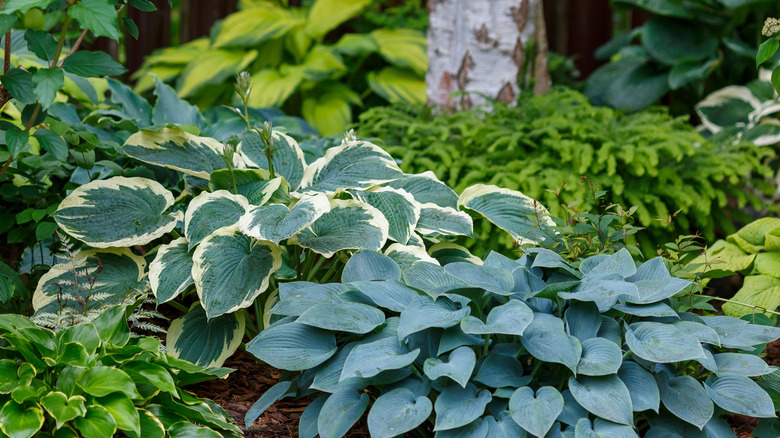 Plant This Flower With Your Hostas To Enjoy 10x The Beauty All Summer ...