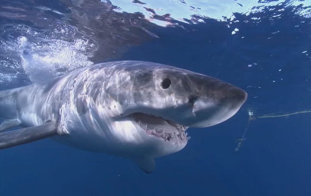 Meet the ocean’s most famous predator