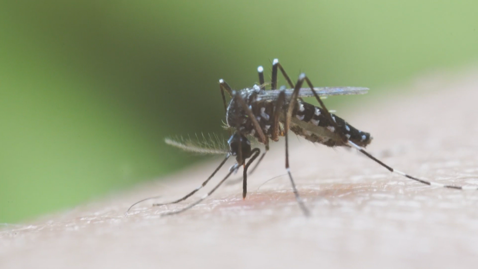 Saginaw County logs season’s first mosquito-borne virus detection ...