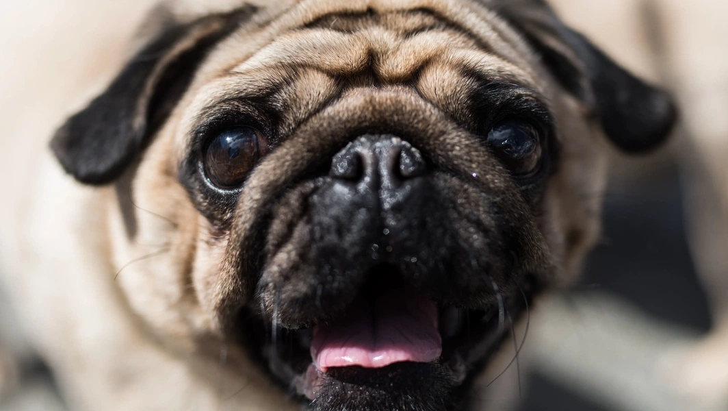 9 playful and endearing pug name ideas