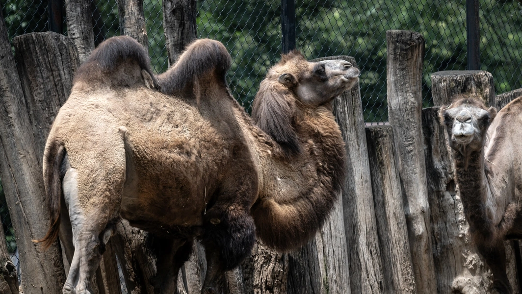Exploring the many voices of camels