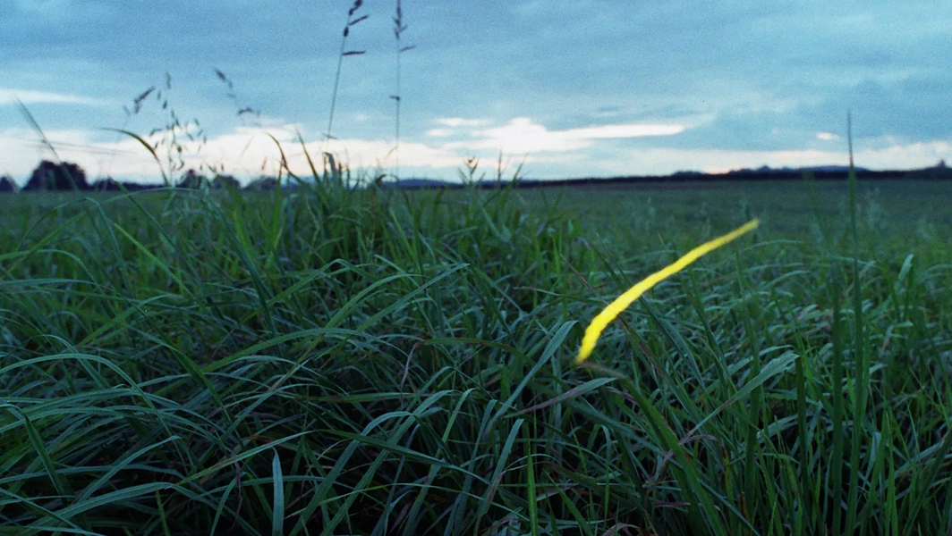 Conserving Colorado's fireflies