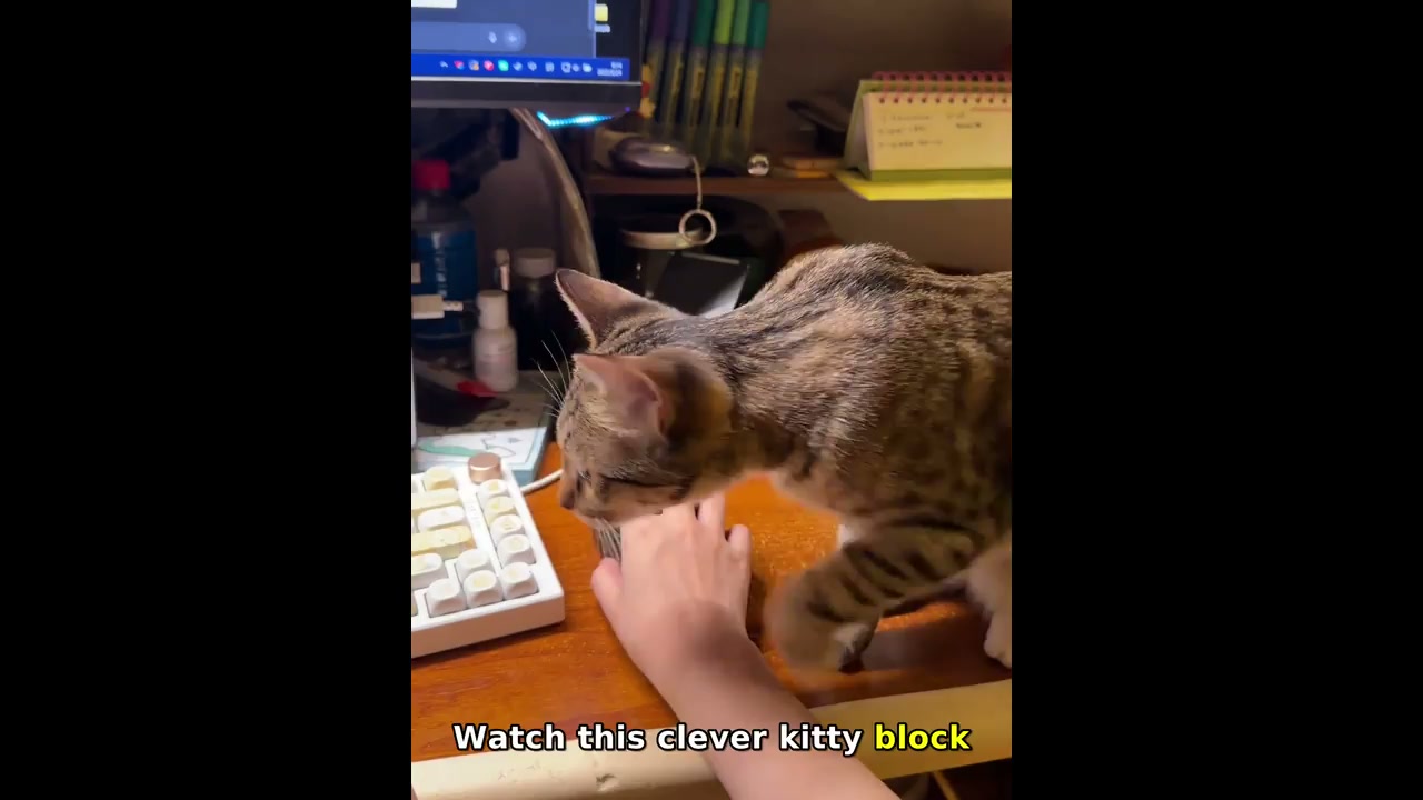 Cat steals the spotlight by sitting on owner’s arms