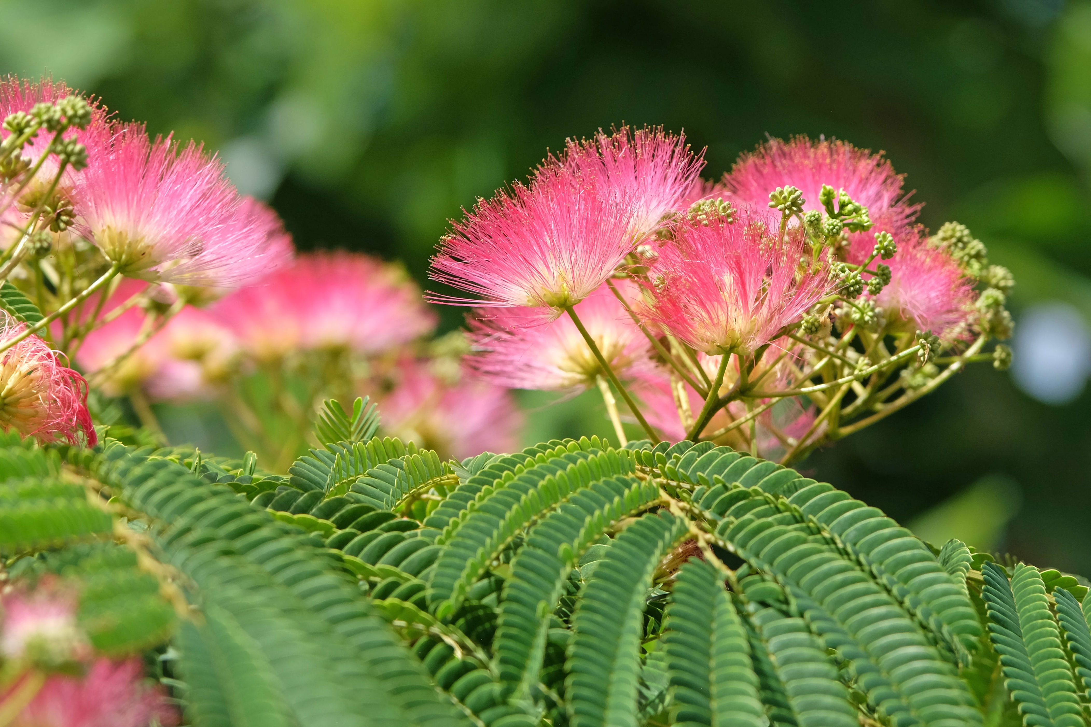 This beautiful tree is very invasive, and the state wants to know if ...