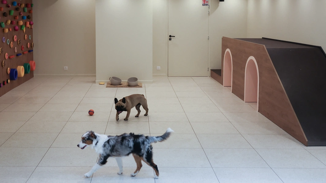 Helping shy rescue dogs gain confidence