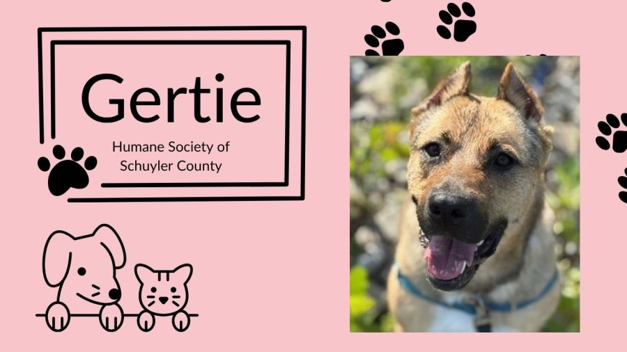 Pet of the week: Gertie returns from the Humane Society of Schuyler County