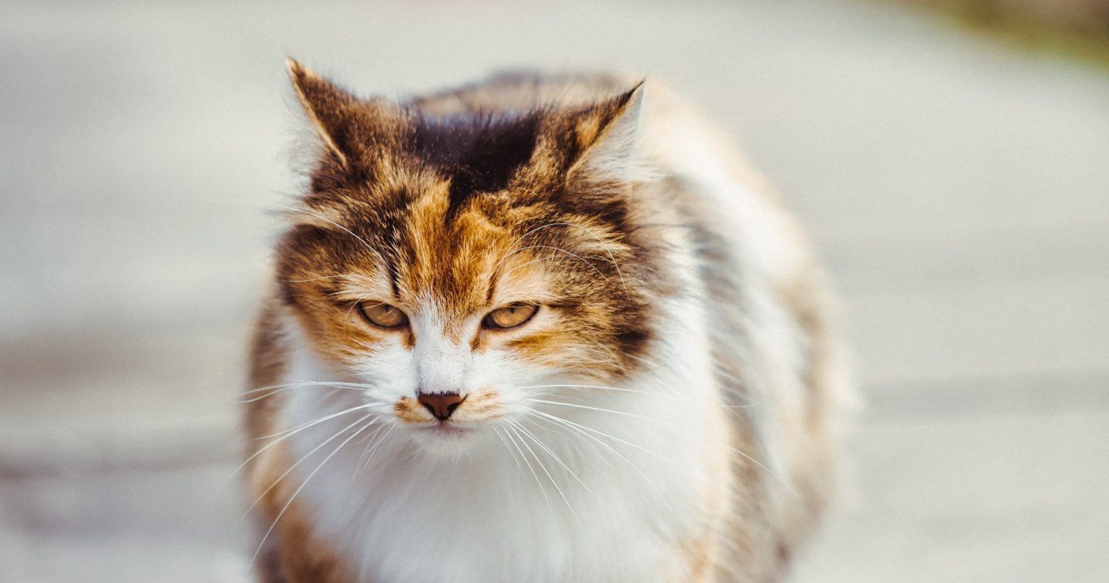 Common human words that your cat actually hates to hear