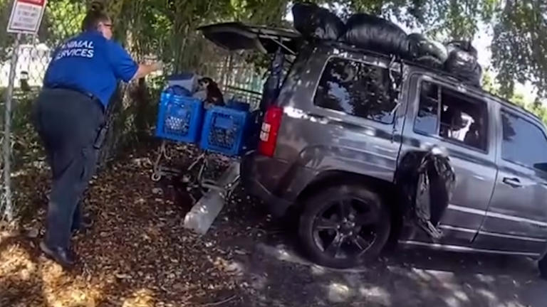 2 charged after Florida officers find 24 dogs inside parked car