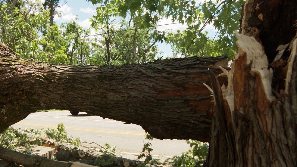 NKY family lucky as two large trees fall feet from their home, utility ...