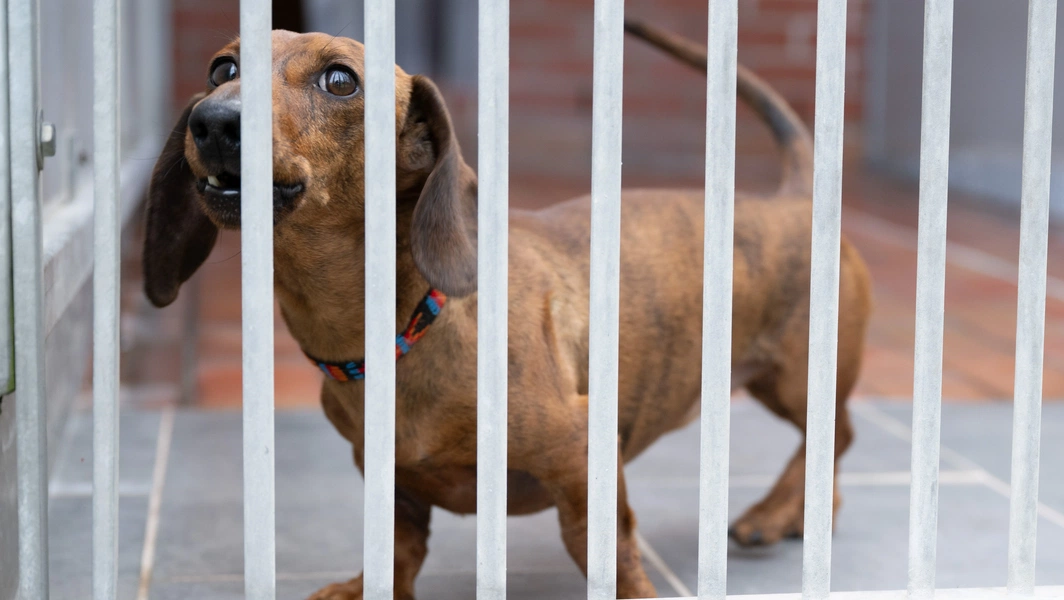 5 remarkable journeys of blind dogs