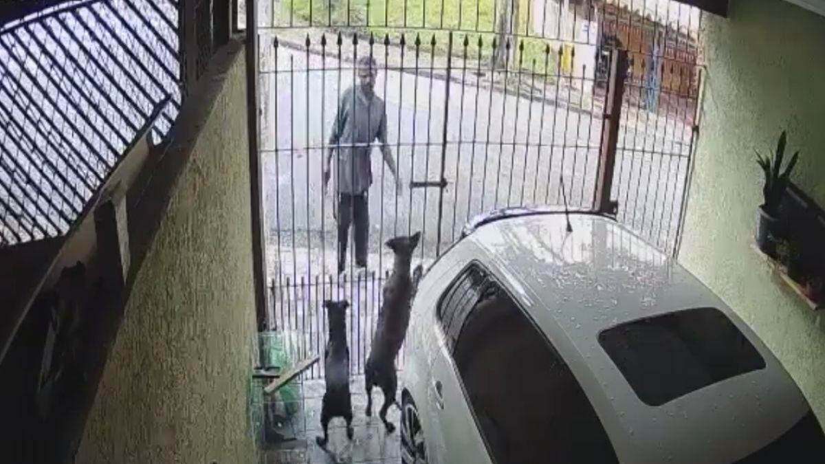 Ladrón intenta robar un celular y termina mordido por un pitbull, todo ...