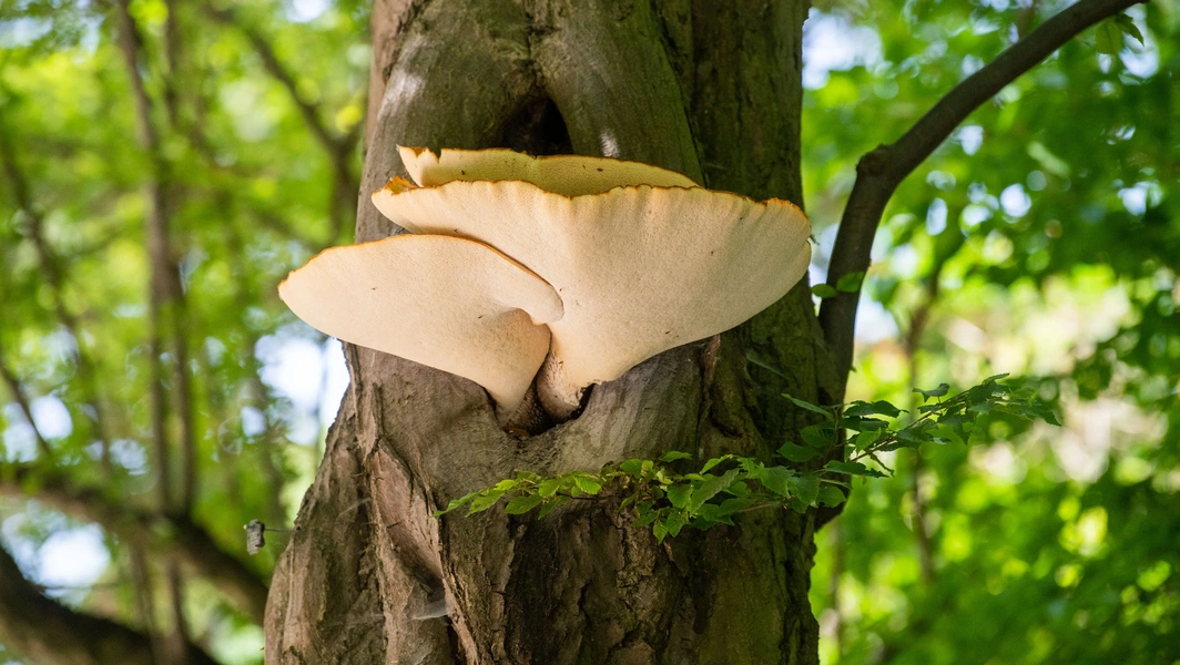 Identifying and managing harmful tree mushrooms