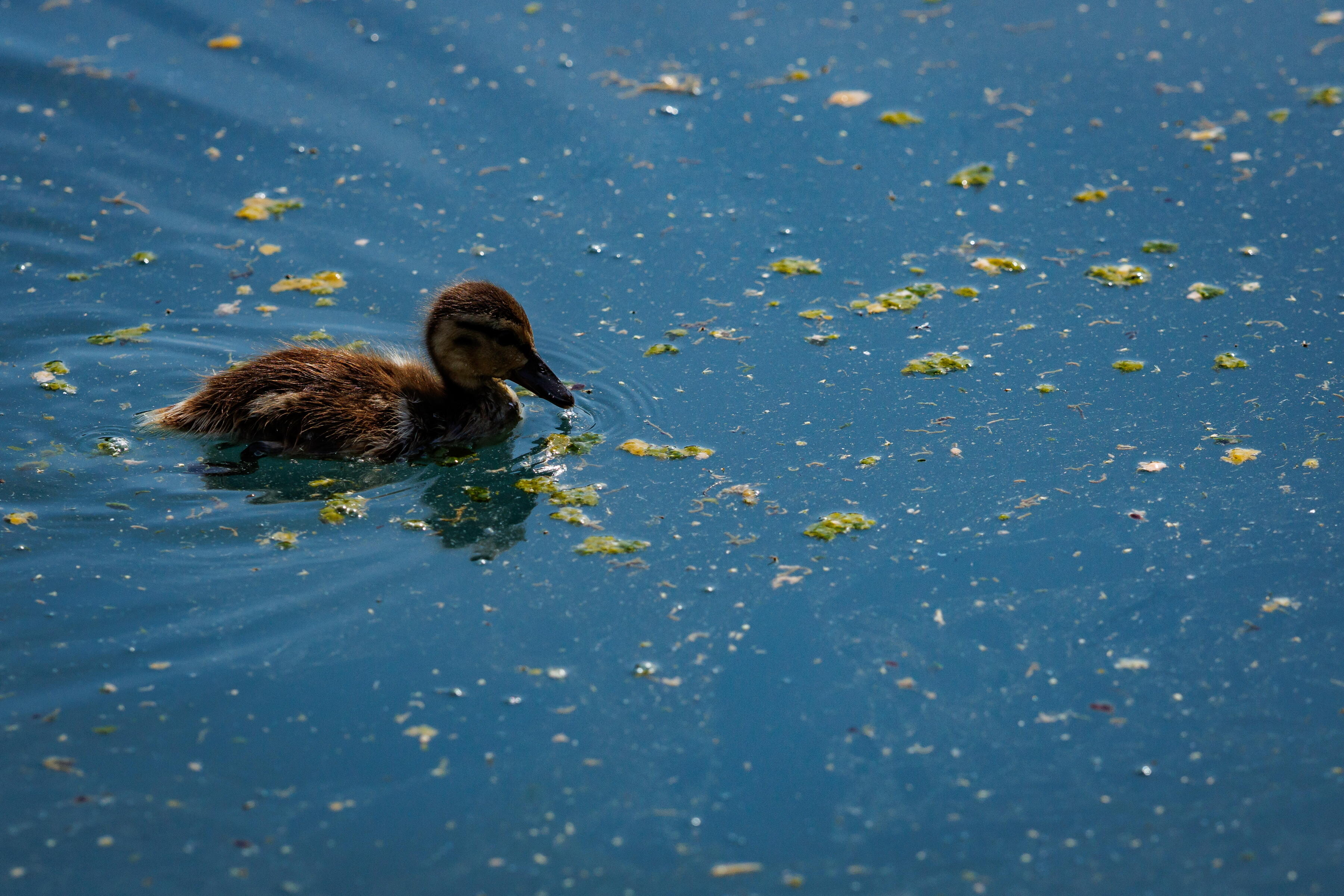 Dode eend gevonden in Reflecting Pool: 3 mogelijke oorzaken