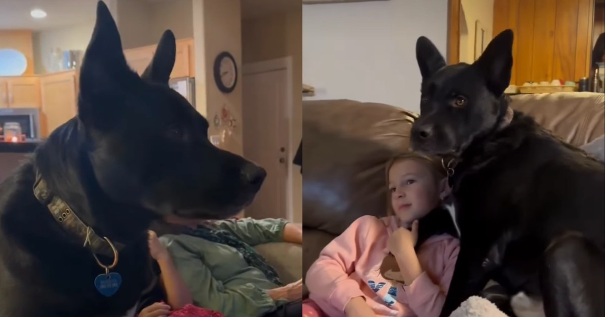 Rescue dog's love for kids proves he's always been a part of the family
