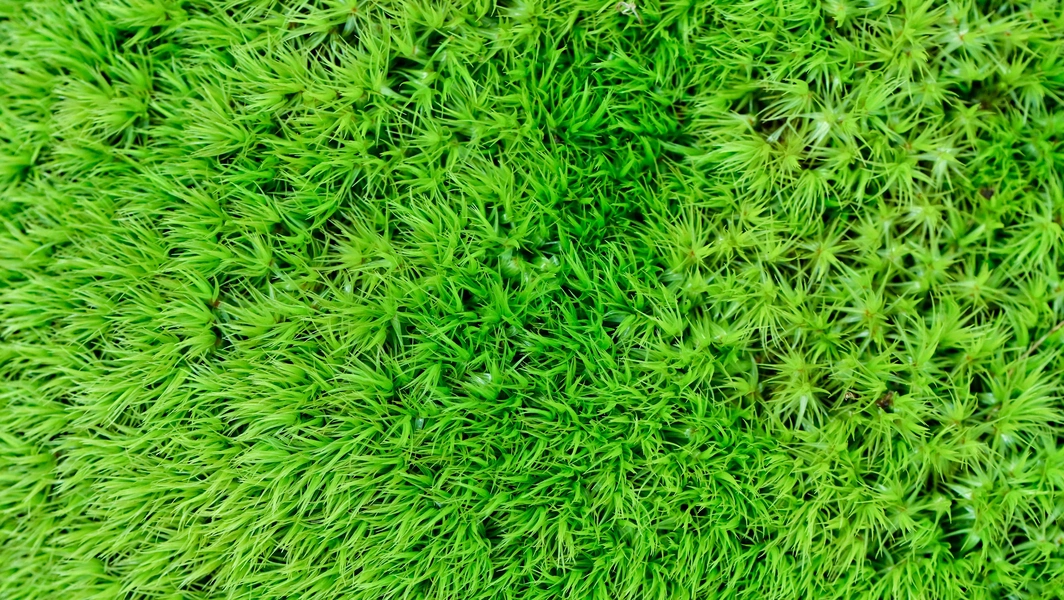 Scientists uncover hidden fungi living inside desert moss cells