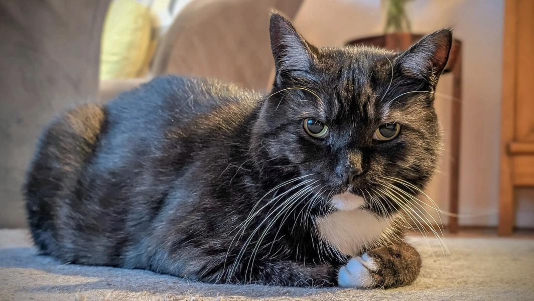 Facts about black cats’ symbolism and adoption