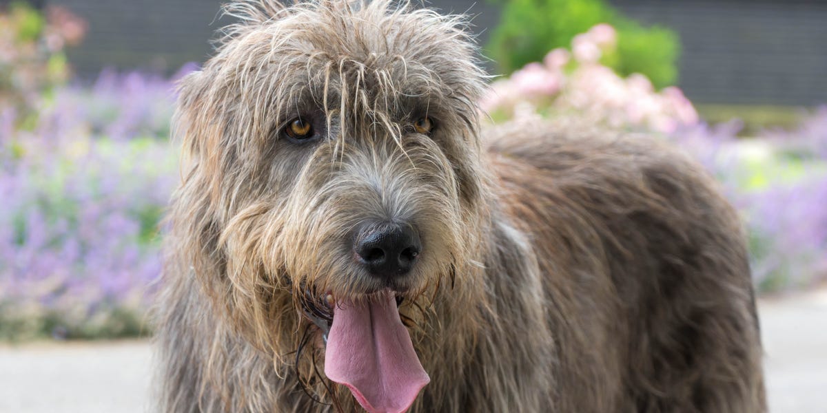 8 shaggy dog breeds and what to consider before adopting one