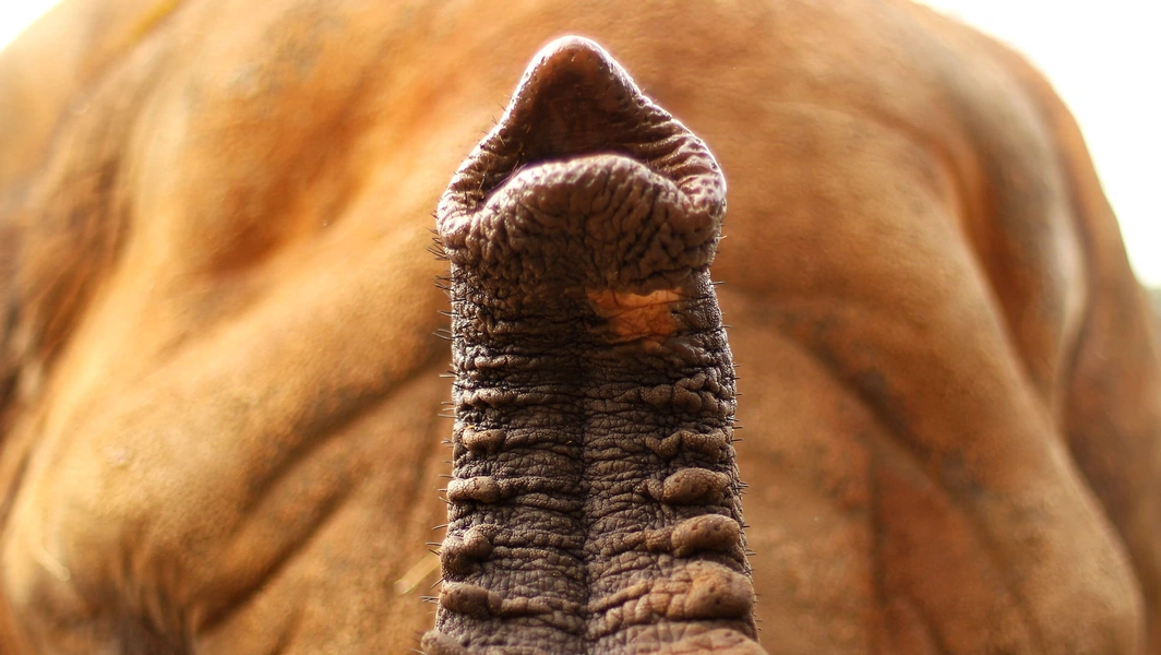 Elephant trunk structure inspires advanced soft robotics