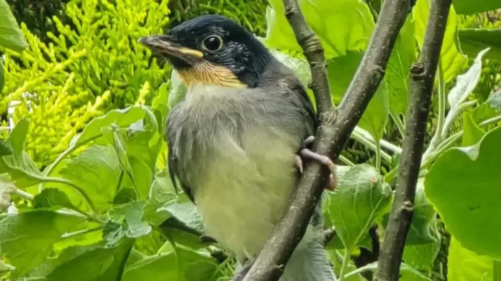 Bird species on 'brink of extinction' sees three hatchlings born at ...