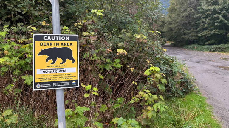 Woman attacked by bear in Salmon Arm after off-leash dog chases cub up tree