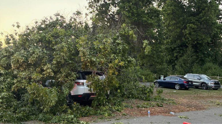 Massive tree snaps, crushing 6 cars at Lake Sammamish State Park