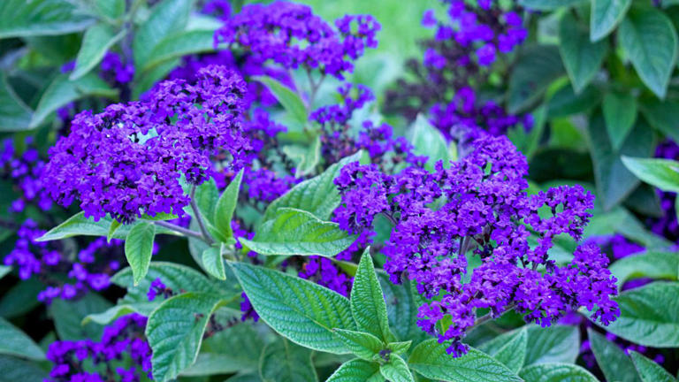 Sick of next door smells? Plant these scent shields in June to reclaim ...