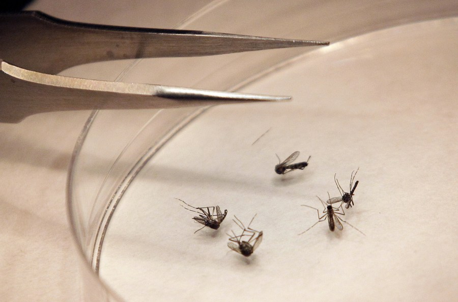 Mosquito-borne West Nile virus confirmed in Midland County