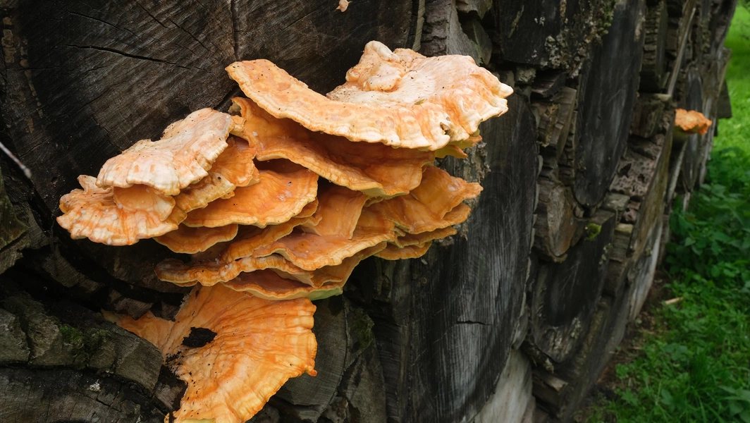 Identifying and managing tree fungal problems