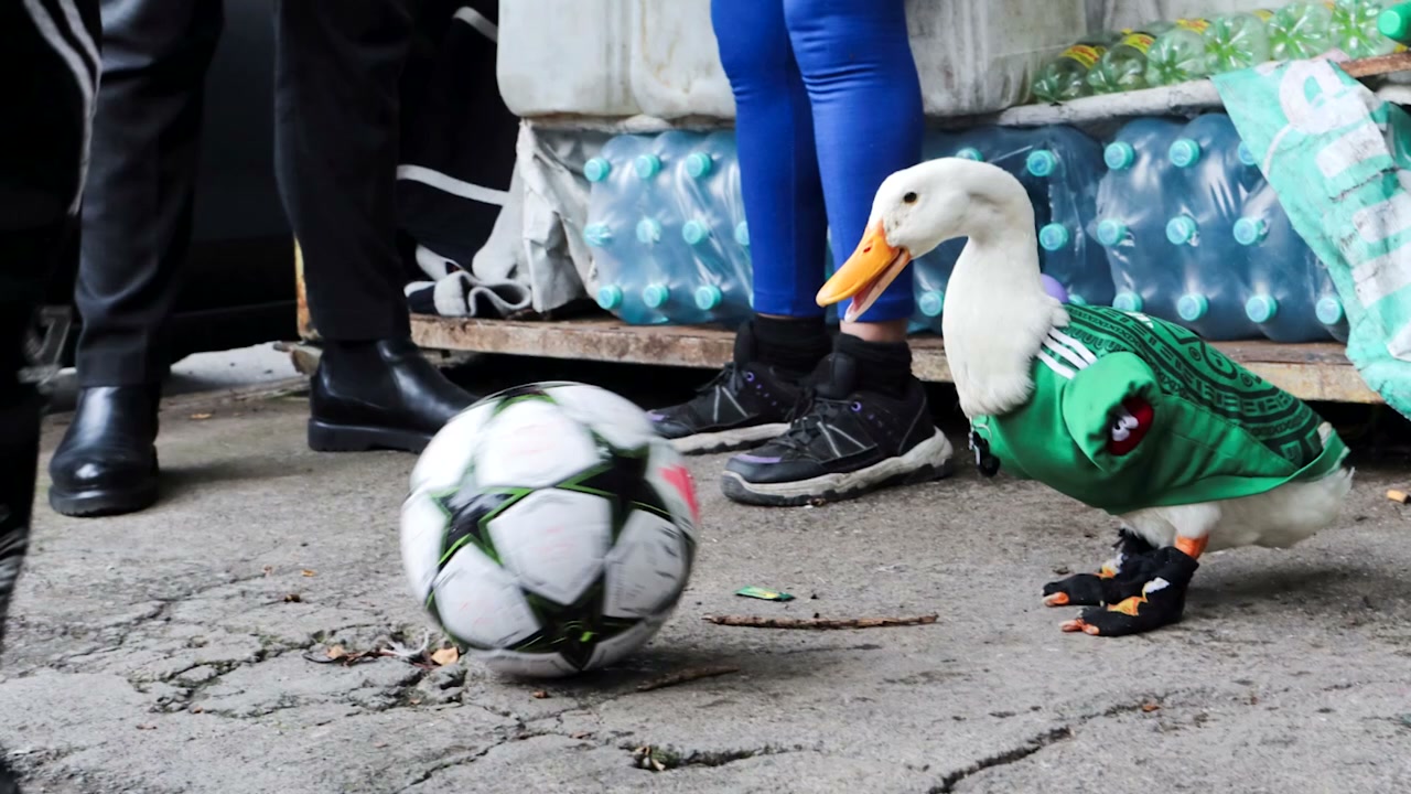 Viral taco-eating World Cup duck Merlin meets Mexico’s president