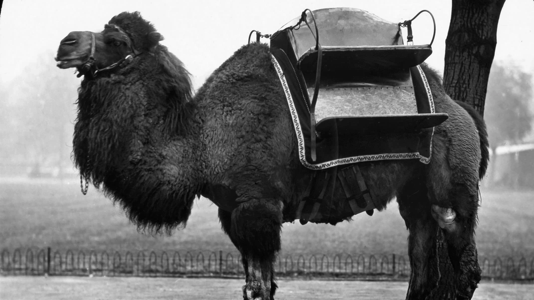Exploring the many voices of camels