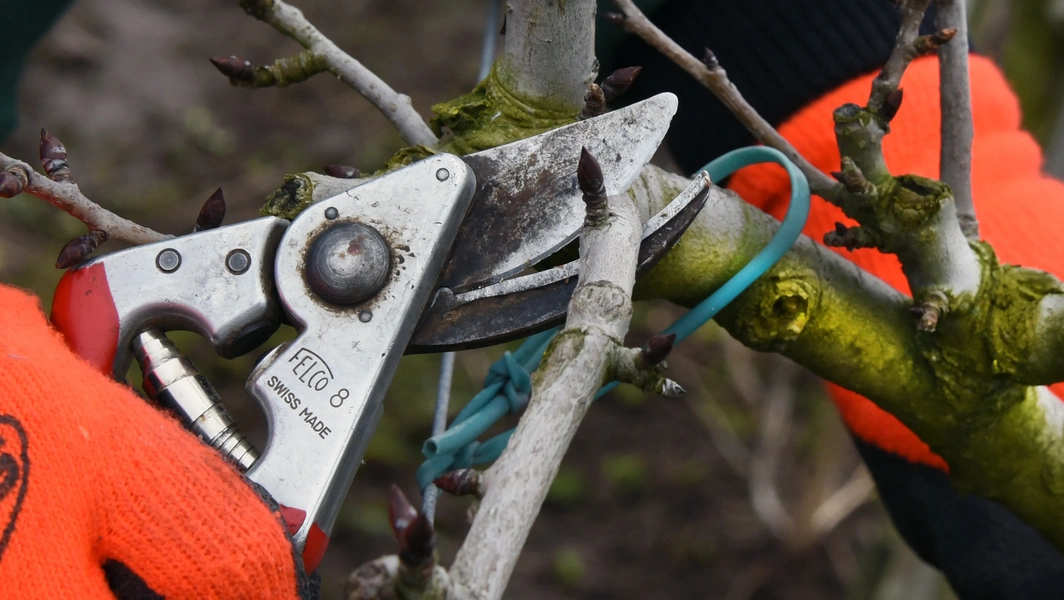 Essential tools, techniques, and safety for tree pruning