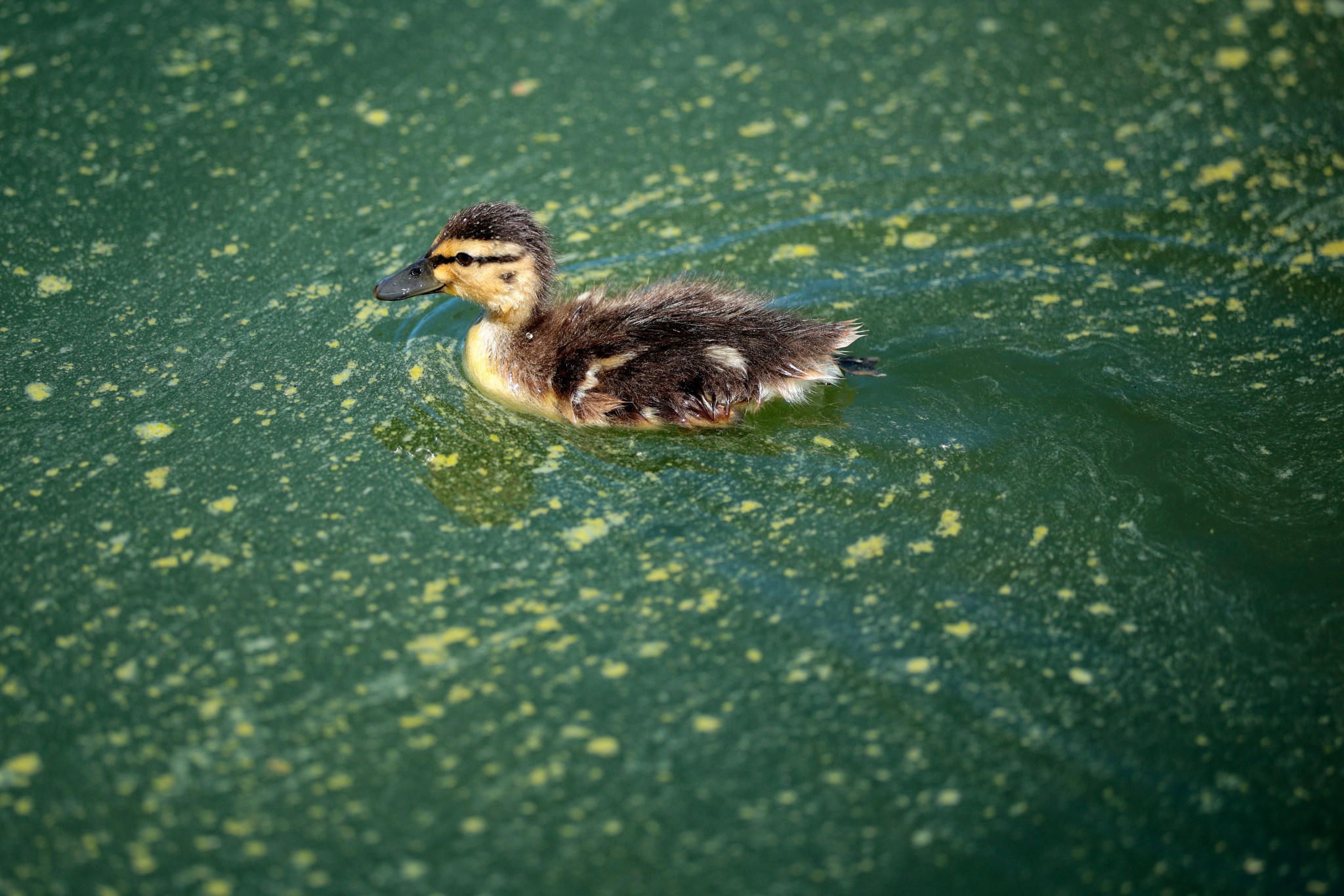 Dead duck found in Reflecting Pool: 3 potential causes