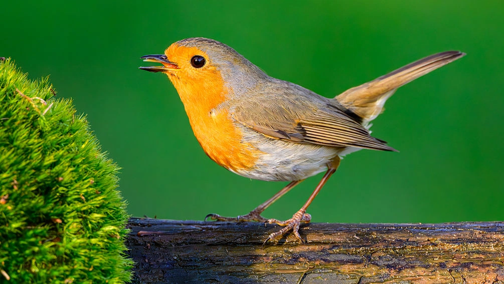 Creating a robin-friendly yard year-round