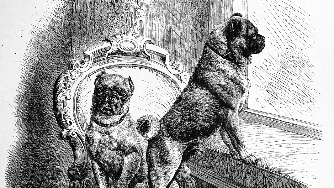 9 playful and endearing pug name ideas