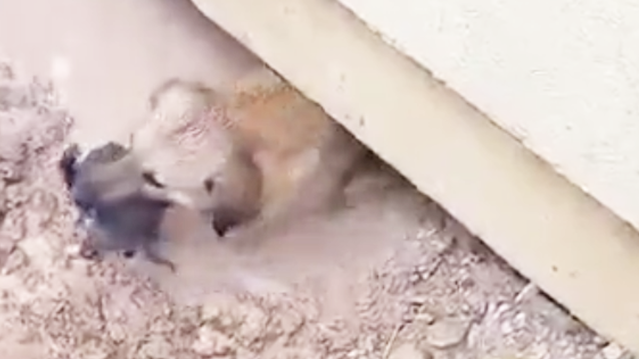 Mother dog rescues her puppies after heavy rain